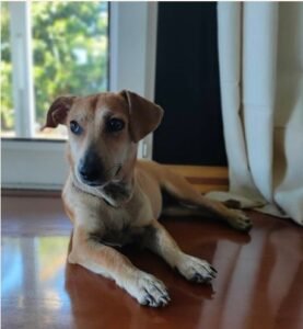 Tout Savoir sur le Royal Bourbon : Chien Créole de La Réunion et Plus ...